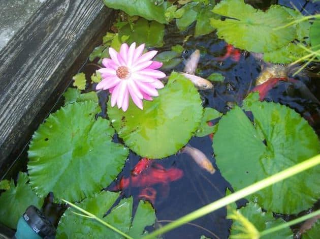 What plants should you use in your pond? - Home Style Fishponds