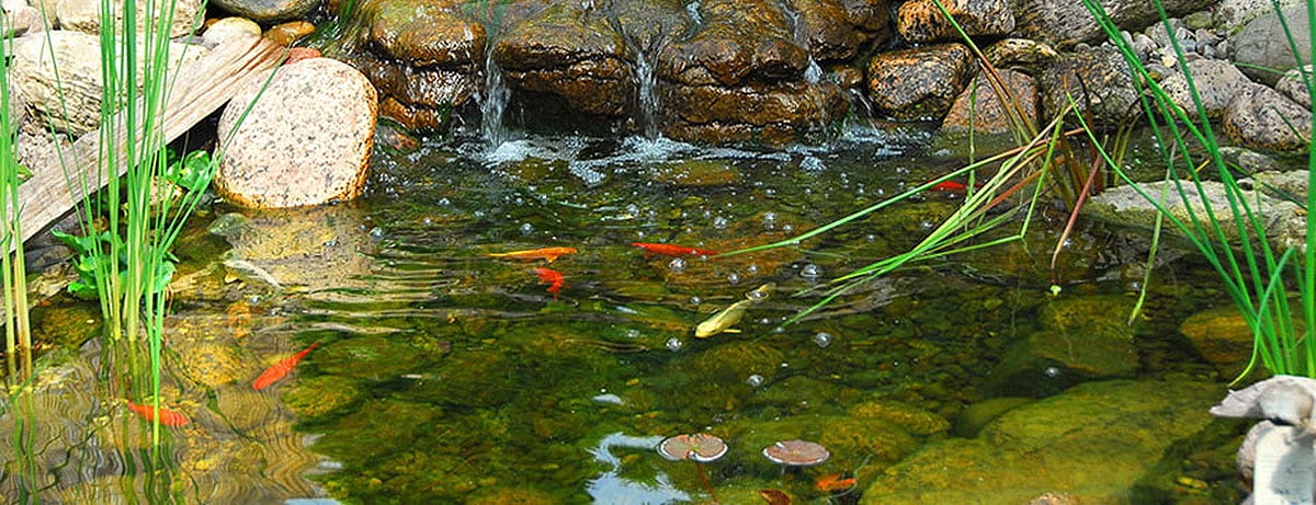 Pond Problems in Brisbane? | Quick Fixes for a Clear Pond